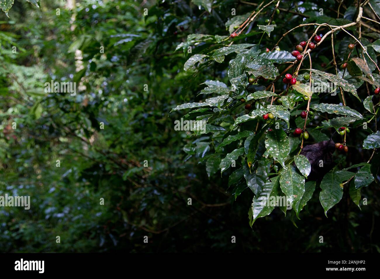 Wild Coffee in the rainforests of the Kafa Biosphere Reserve, the ...