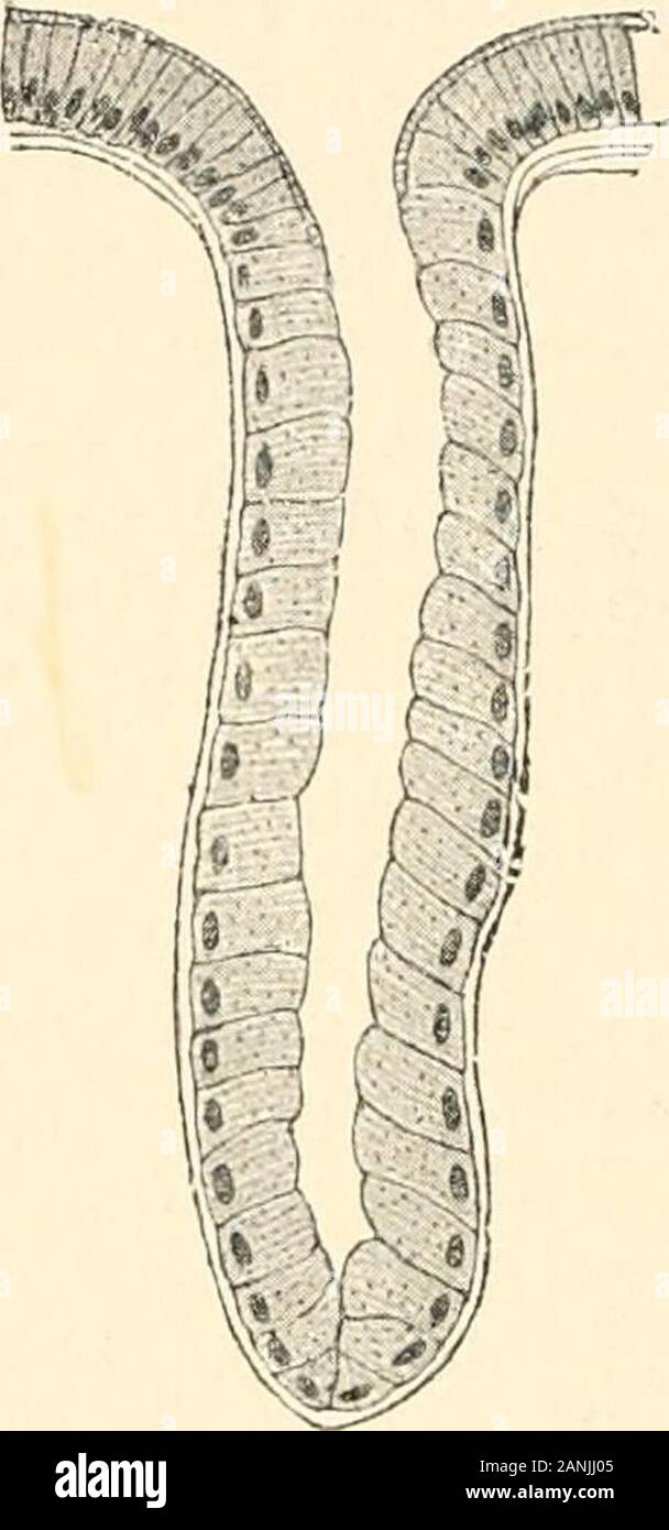 Human physiology . hosewhich line the crypts ofthe small bowel (Fig. 45 ...