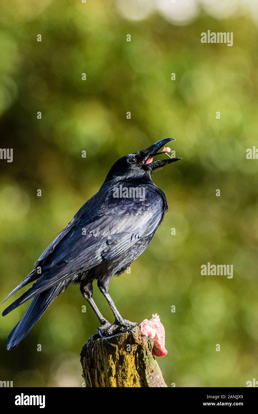 Welsh woodland birds hi-res stock photography and images - Alamy