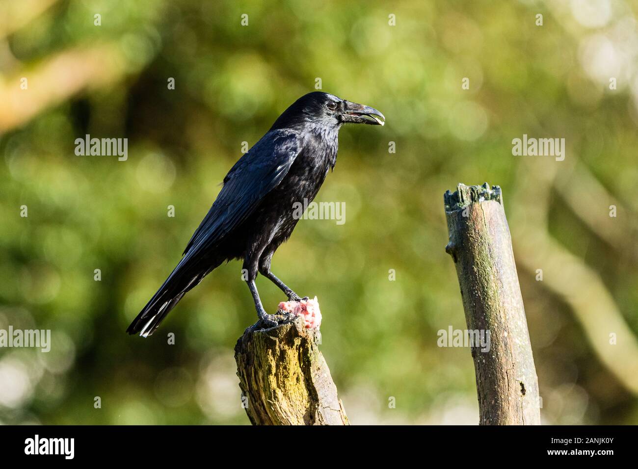 A carrion crow feeding on scraps in mid Wales Stock Photo - Alamy