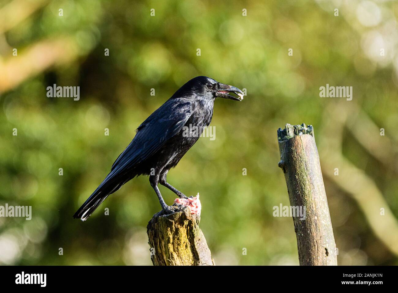 Welsh woodland birds hi-res stock photography and images - Alamy