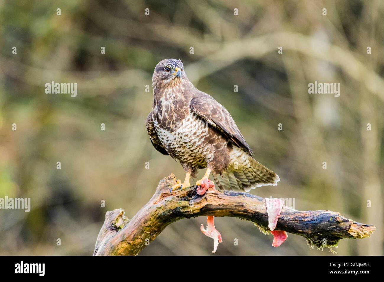 Buzzard feeding hi-res stock photography and images - Alamy