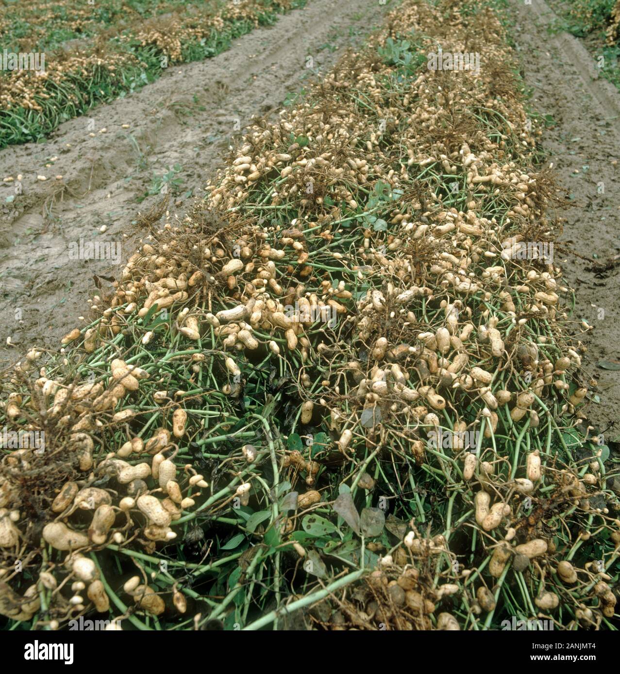 Peanuts or groundnuts turned over before the nuts are collected and ...