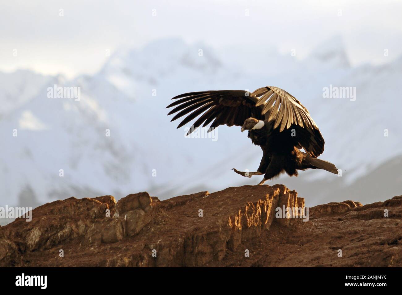 Andean condor on a soft landing on the island of birds in the Beagle ...
