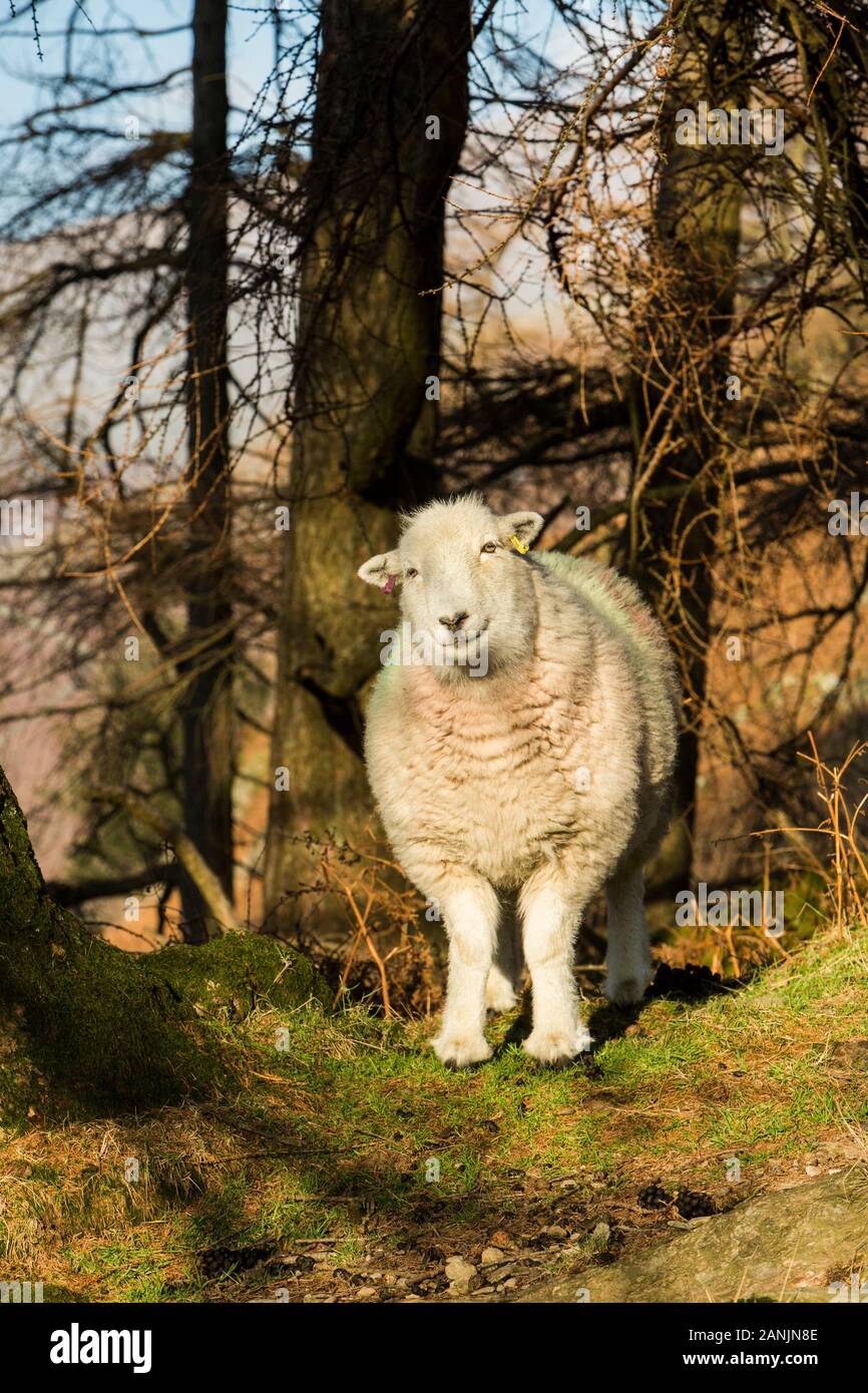 Lake district spring herdwick sheep hi-res stock photography and images ...
