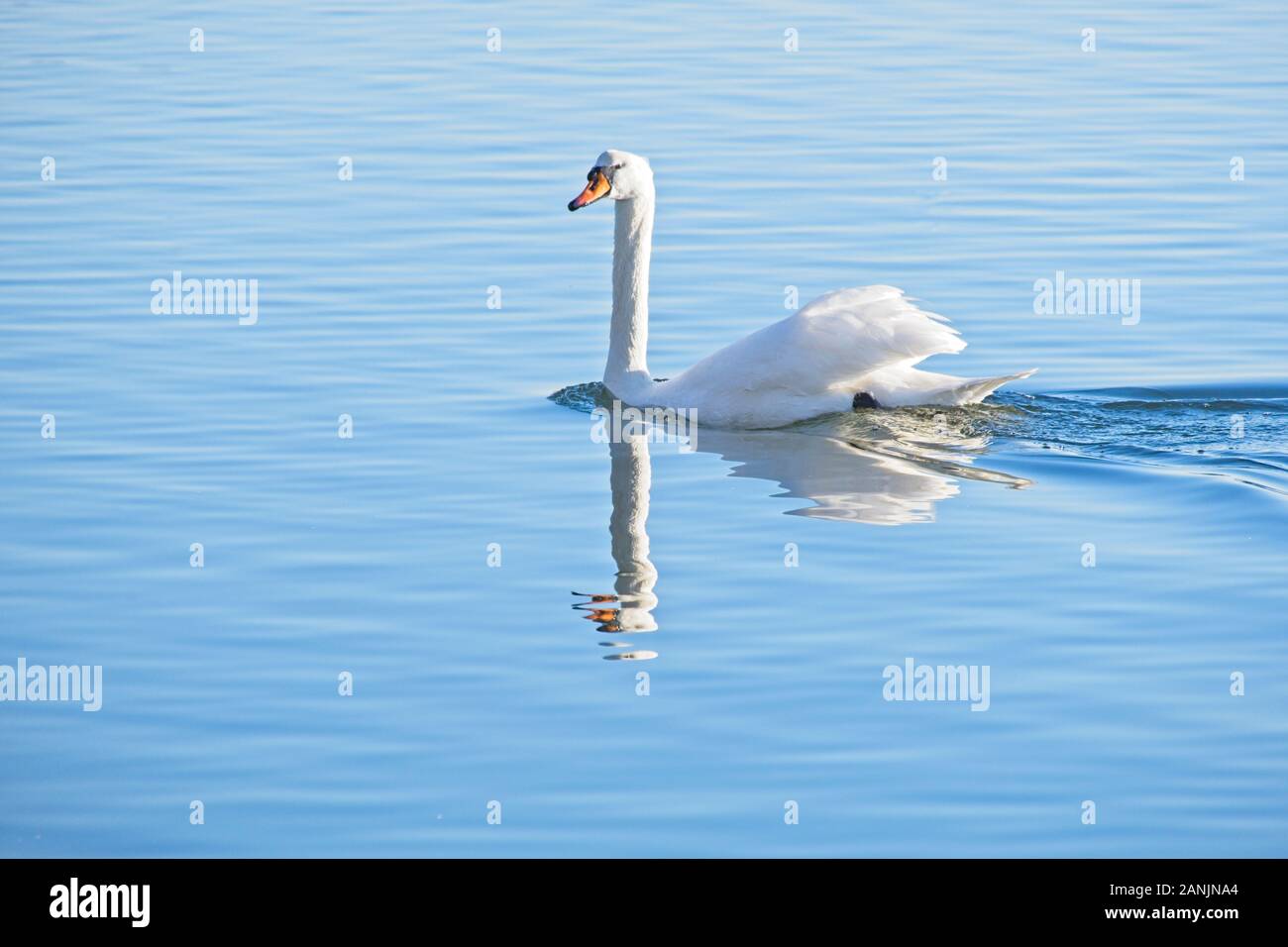 Lago di fogliano hi-res stock photography and images - Alamy