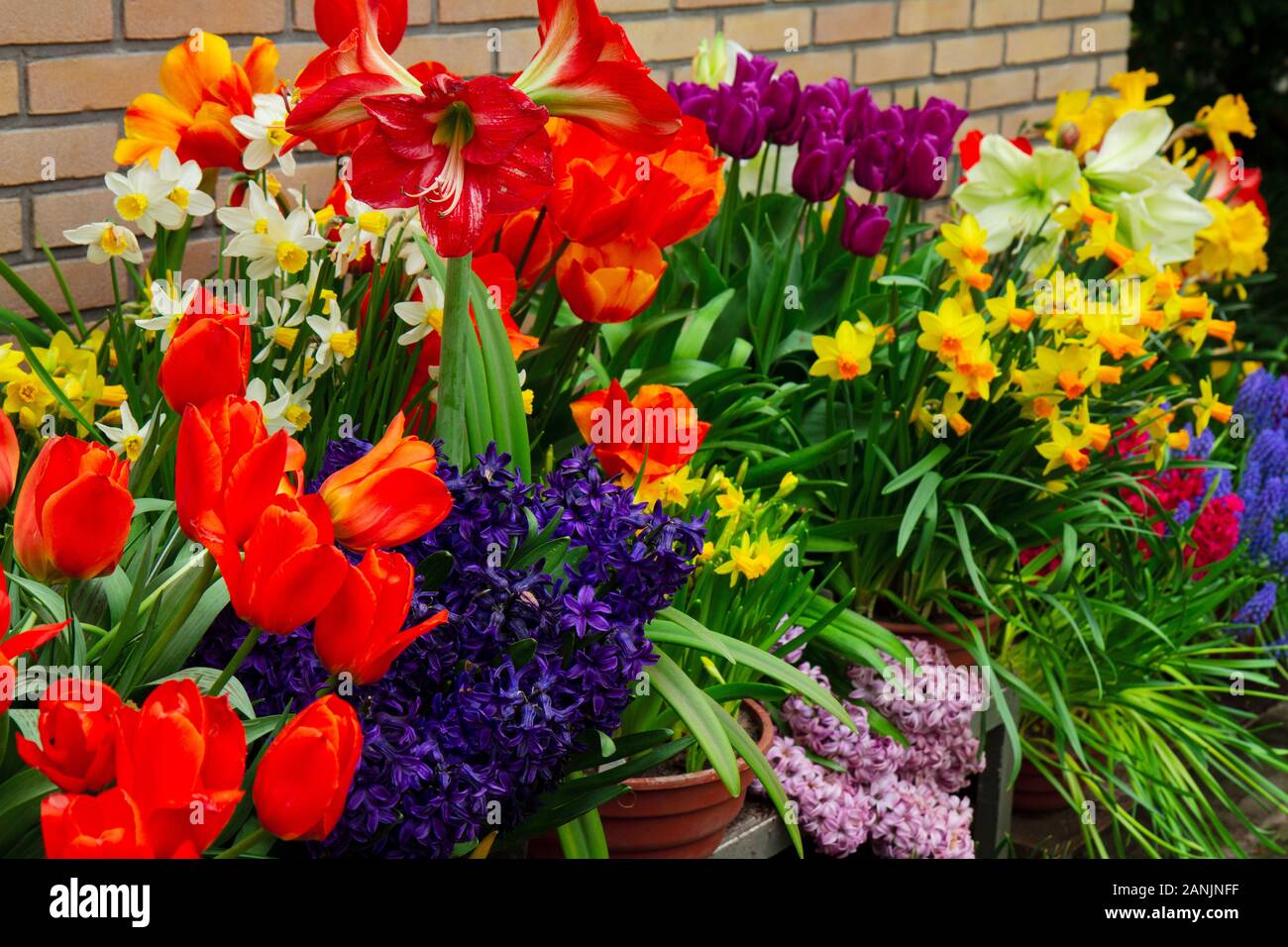 colorful flower shop Stock Photo - Alamy