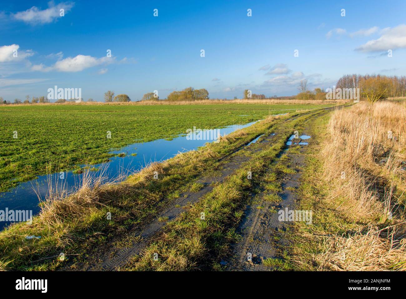 Water grass field High Resolution Stock Photography and Images - Alamy