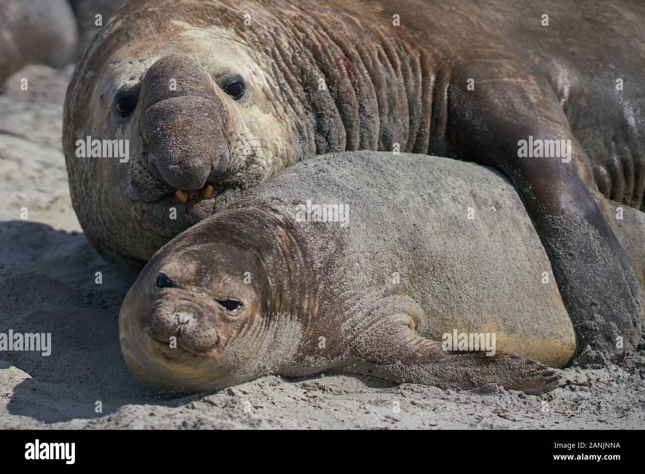 Large male Southern Elephant Seal (Mirounga leonina) holds a female ...