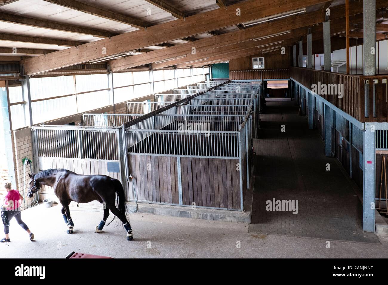 Alkersum, Germany. 30th July, 2019. A woman leads her horse out of the ...