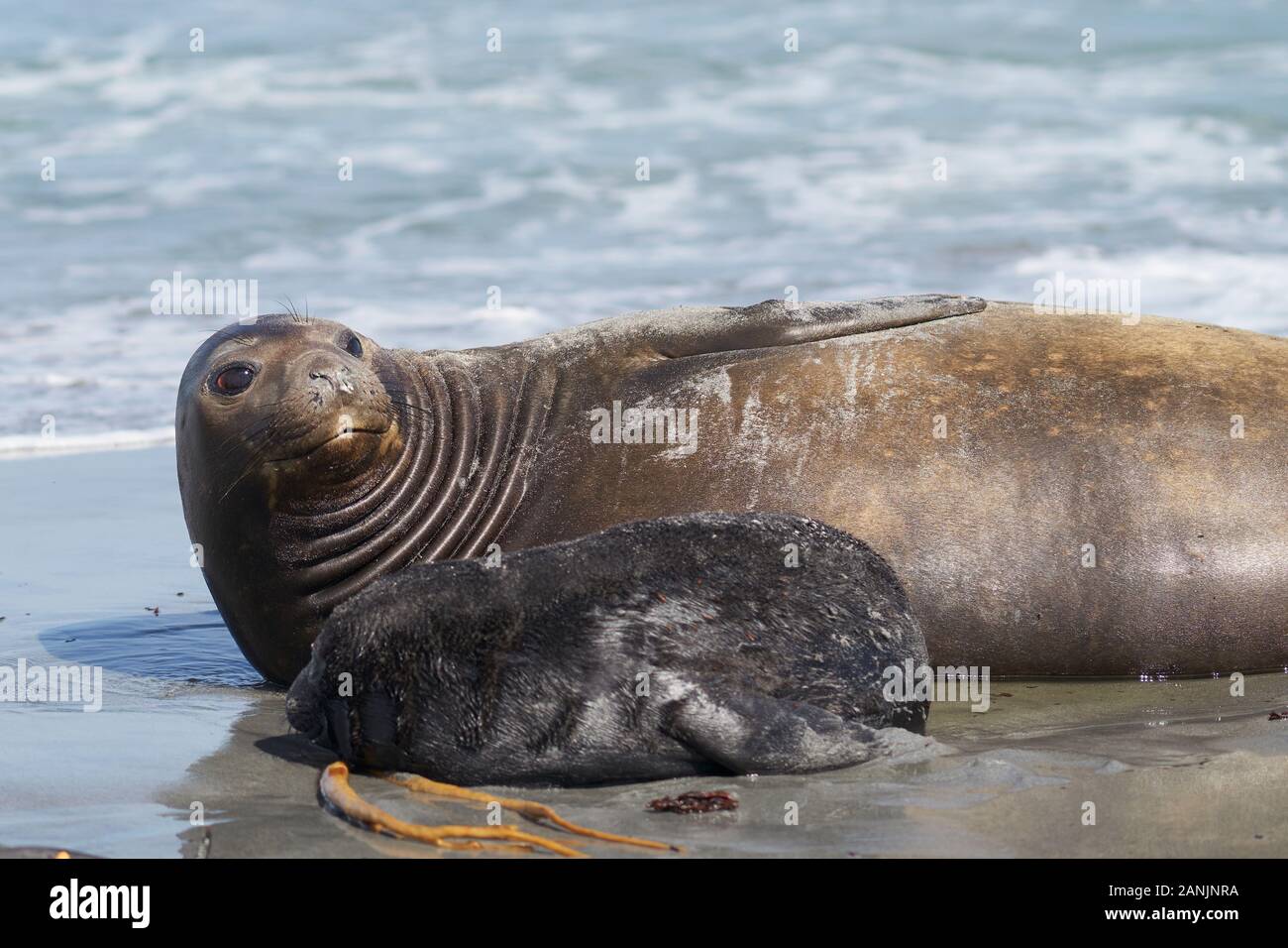 Baby elephant seal in water hi-res stock photography and images - Alamy