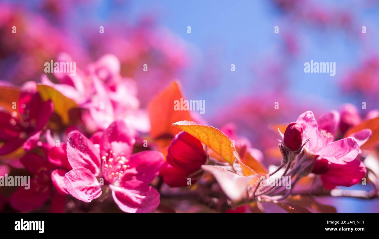 Tree flower blossom spring hi-res stock photography and images - Alamy