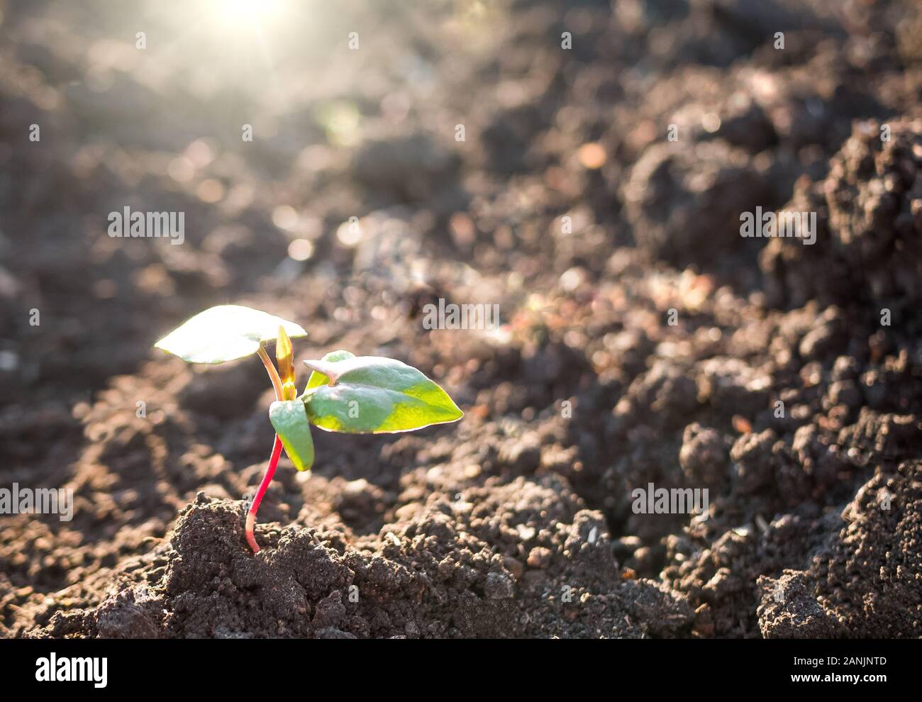Green plant growth background Stock Photo - Alamy