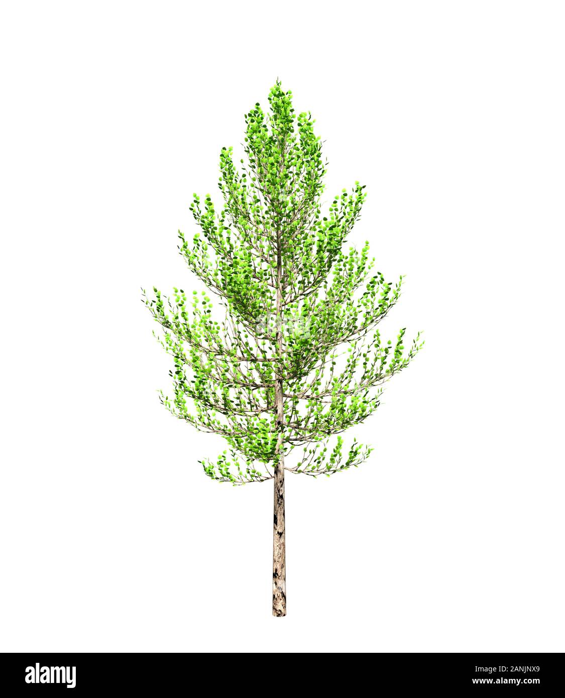 Green tree isolated on white background. 3D illustration Stock Photo ...