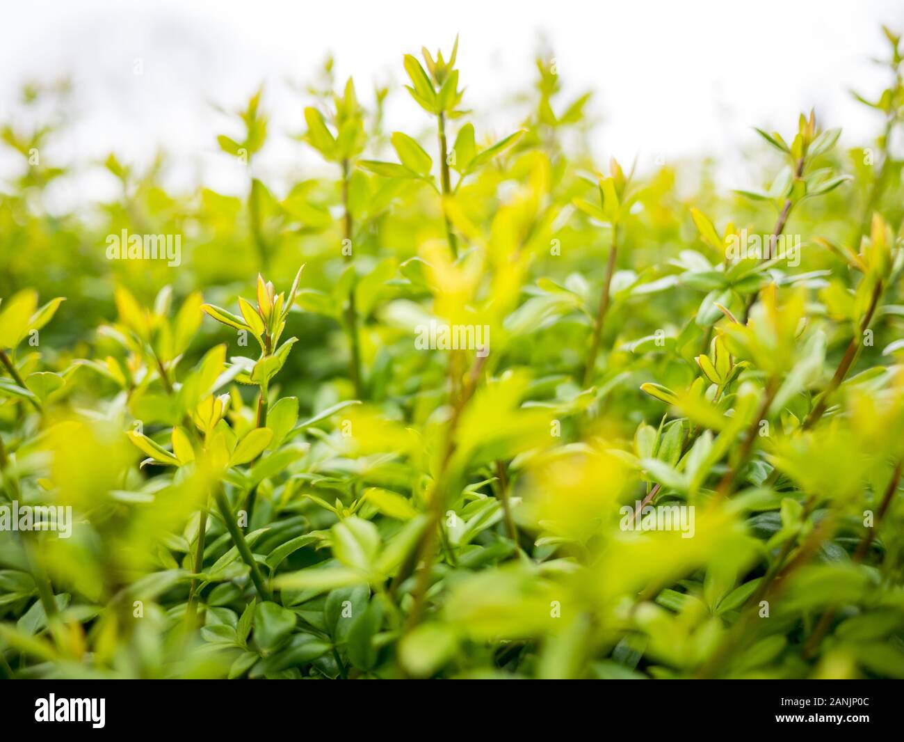 Nature background with green plants Stock Photo - Alamy