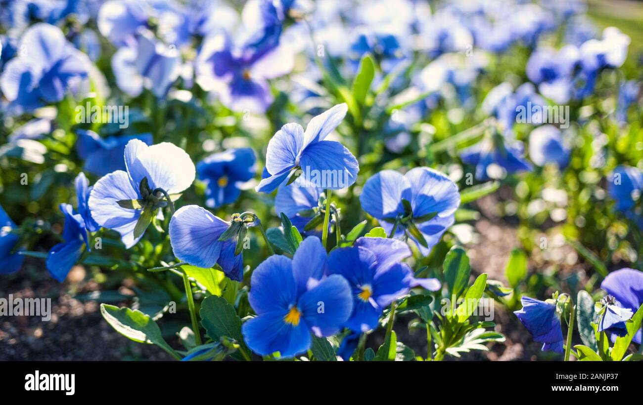 Blue violas flowers hi-res stock photography and images - Alamy