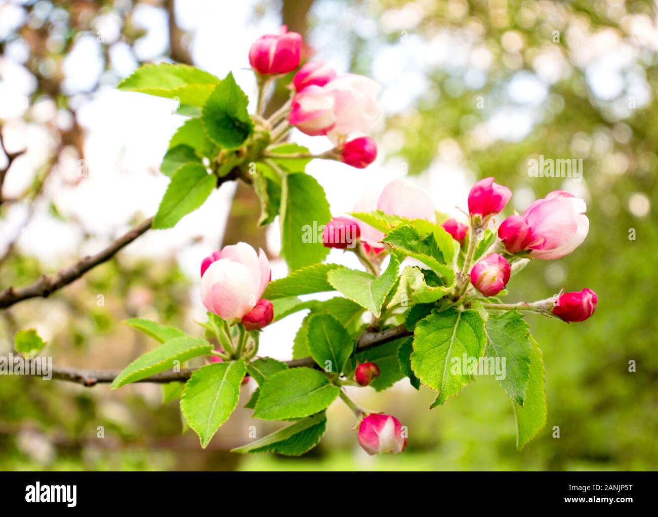 Spring nature background with blooming tree Stock Photo - Alamy