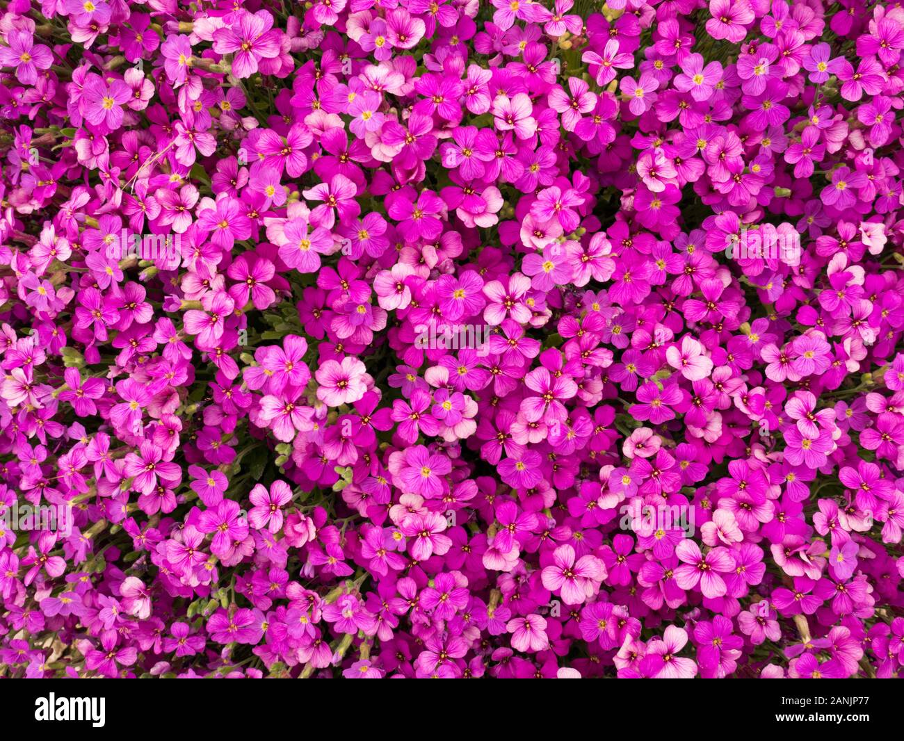 Spring nature background with pink flowers Stock Photo - Alamy