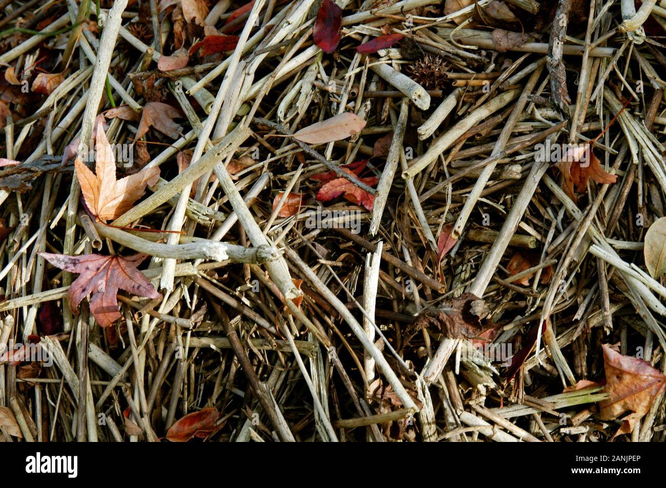 Reeds and fall leaves in a mosaic design for background Stock Photo - Alamy