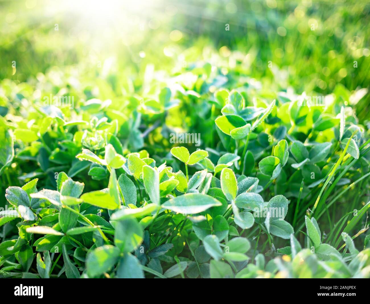 Clover Grass High Resolution Stock Photography and Images - Alamy