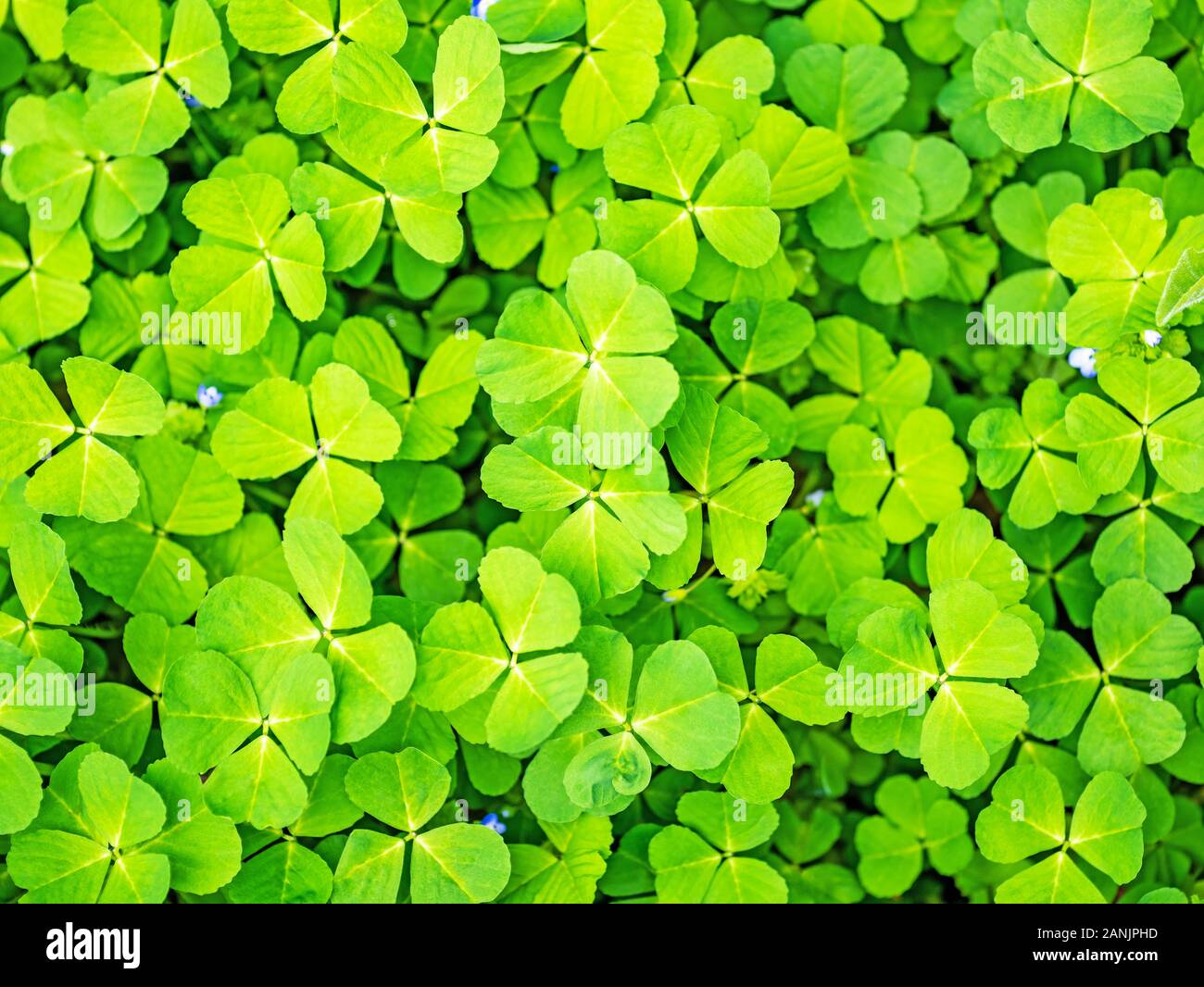 Spring green clover grass background Stock Photo - Alamy