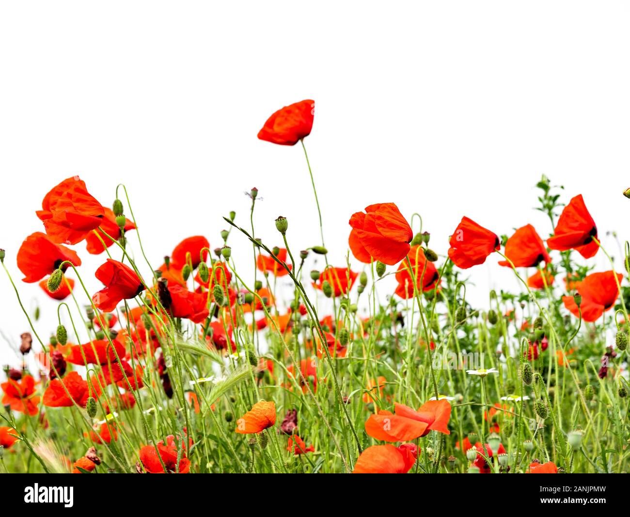 Red poppies isolated on white background Stock Photo - Alamy