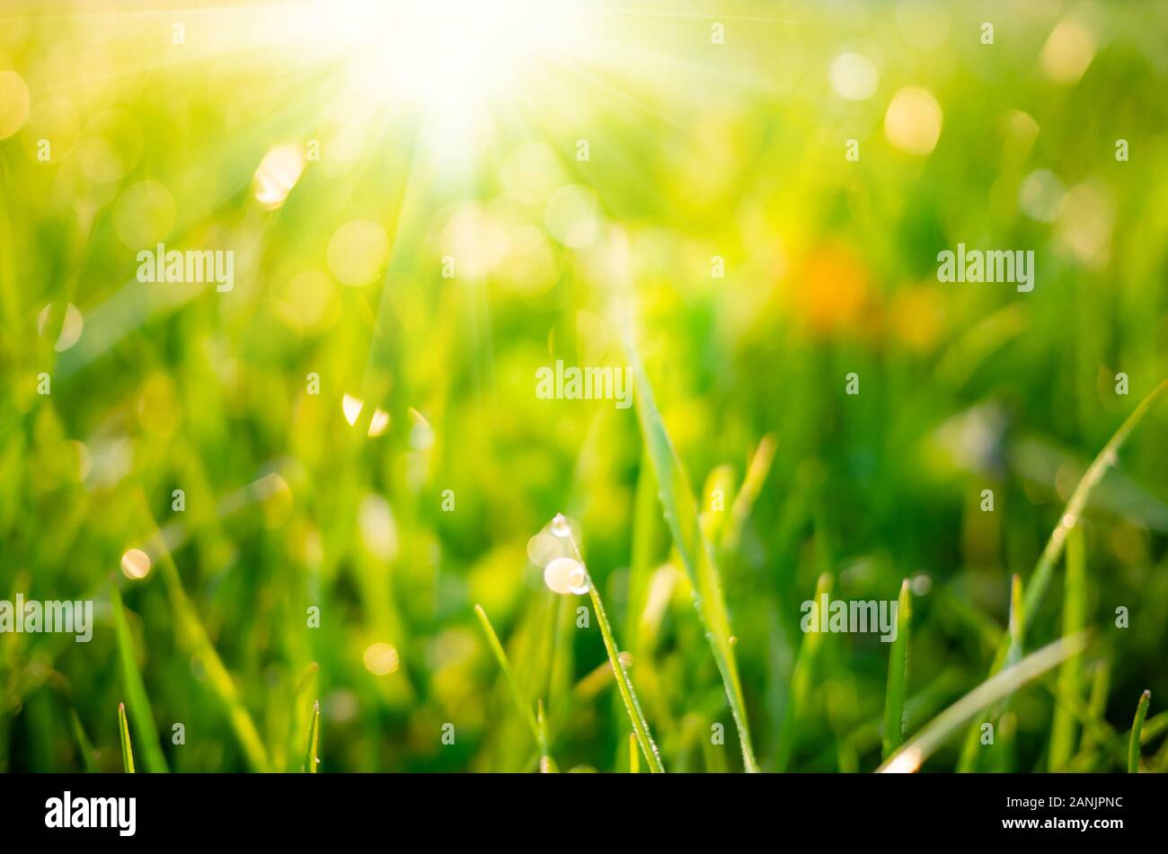 Abstract sunny spring background with grass hi-res stock photography ...