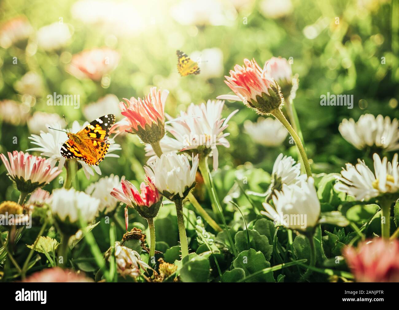 Butterflies flying field meadow hi-res stock photography and images - Alamy