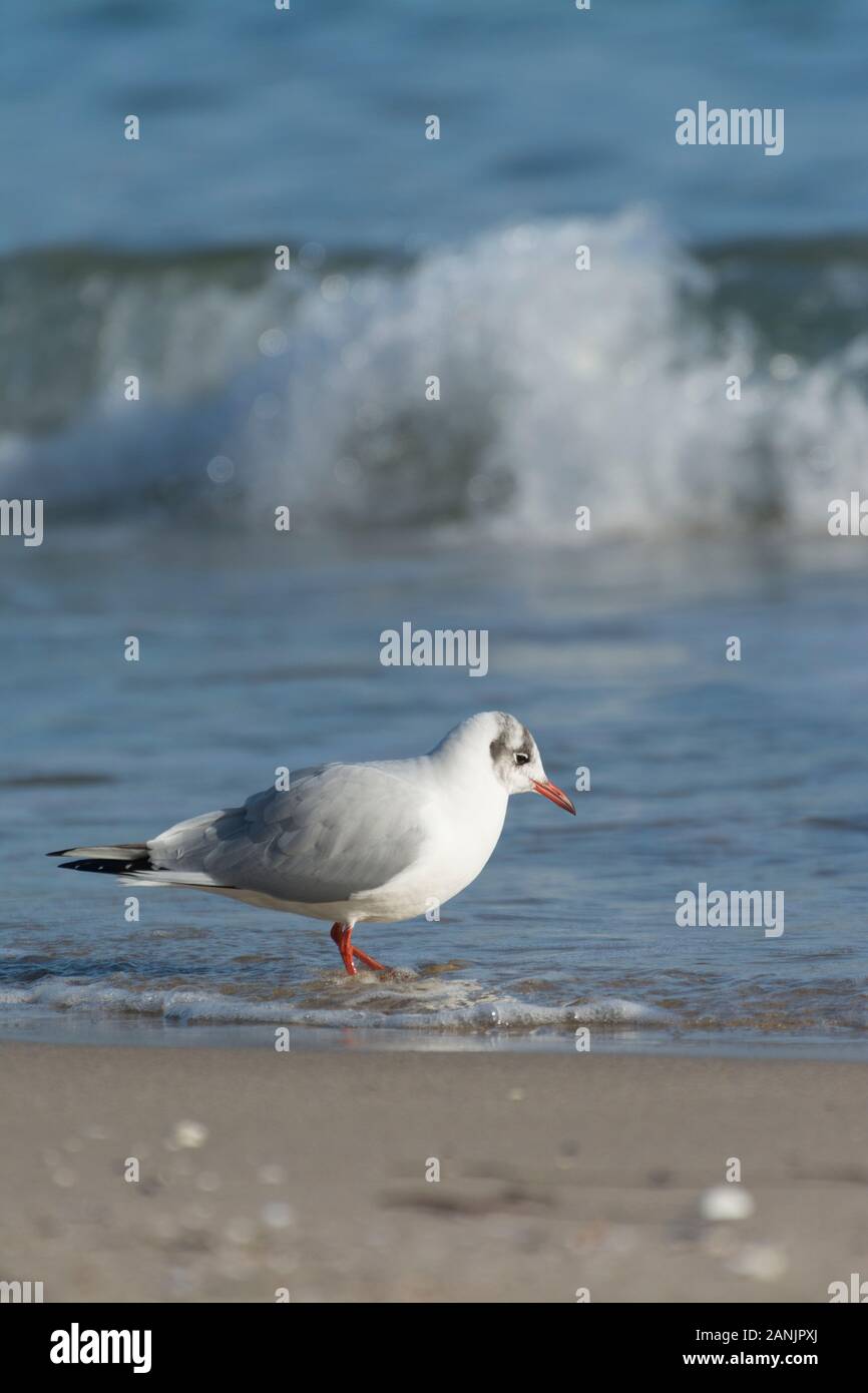 Seagull on the beach Stock Photo - Alamy