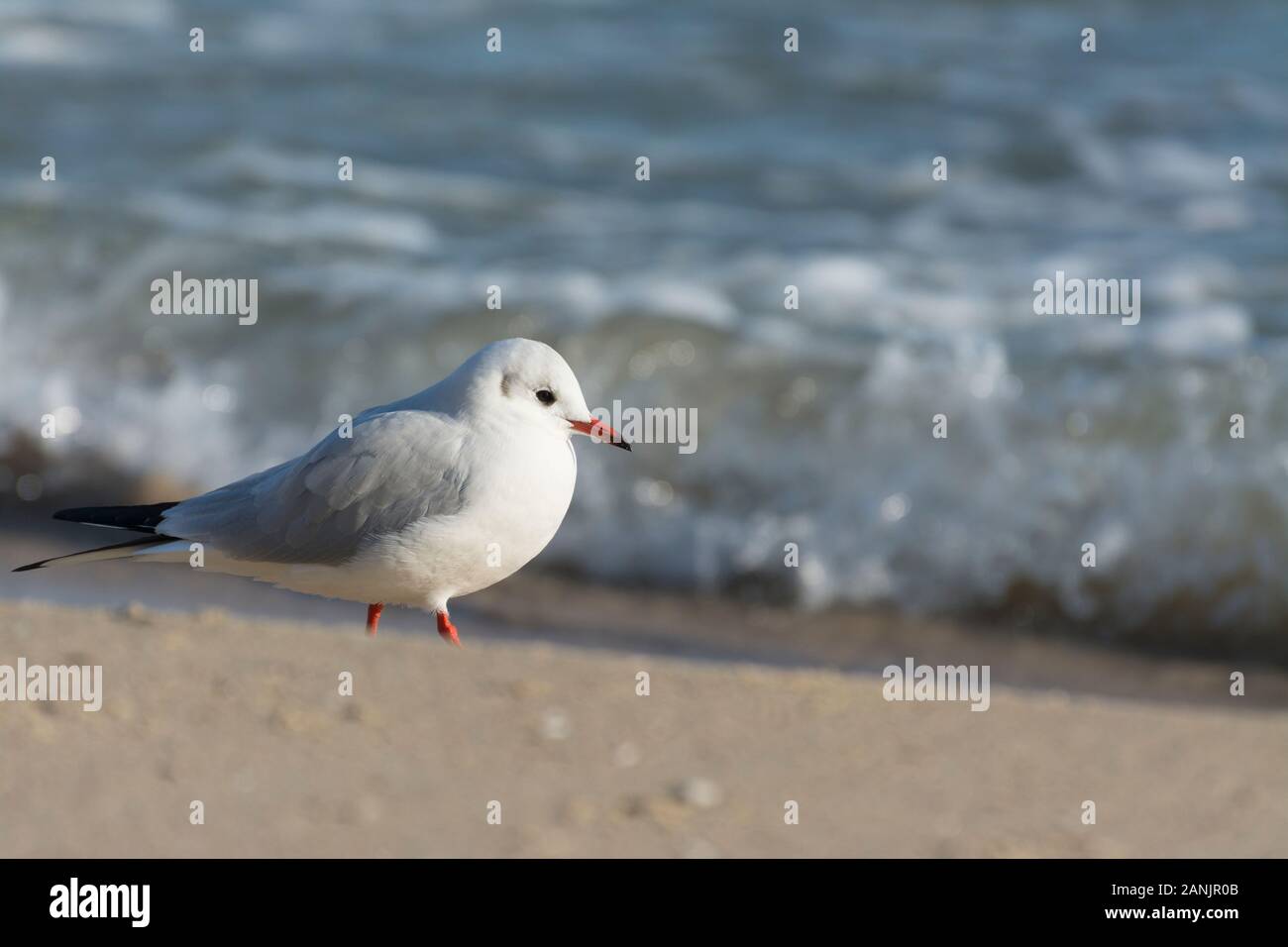 Seagull on the beach Stock Photo - Alamy