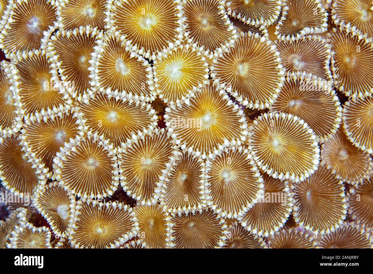 Zoanthid maldives hi-res stock photography and images - Alamy