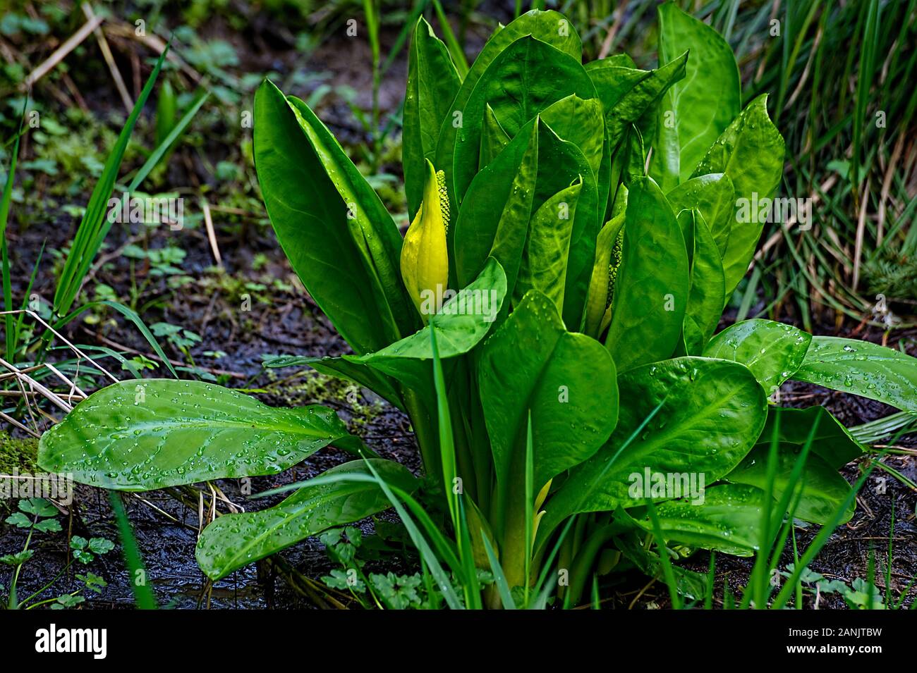 Rain drops in mud hi-res stock photography and images - Alamy