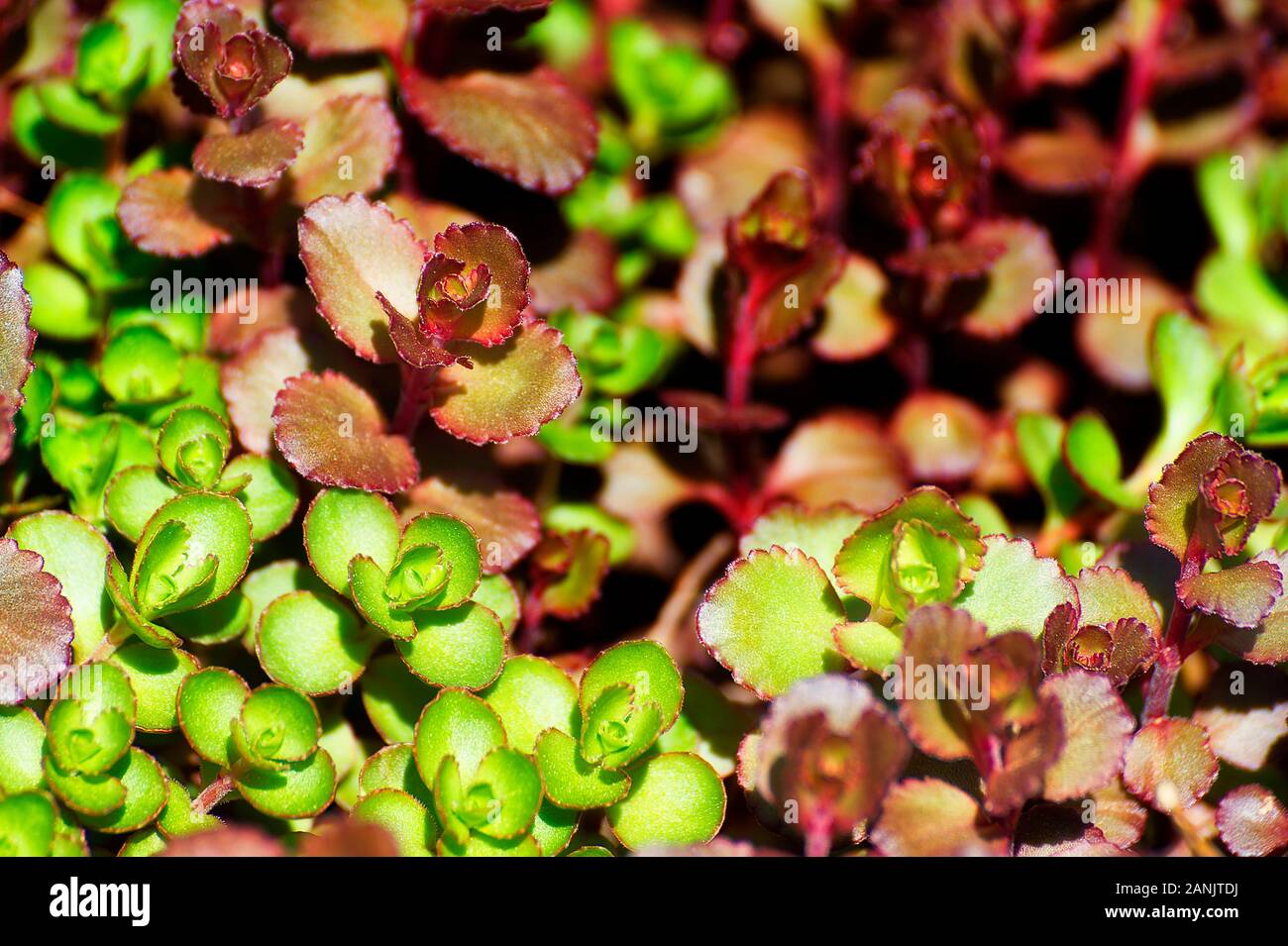 Rock garden sedum hi-res stock photography and images - Alamy