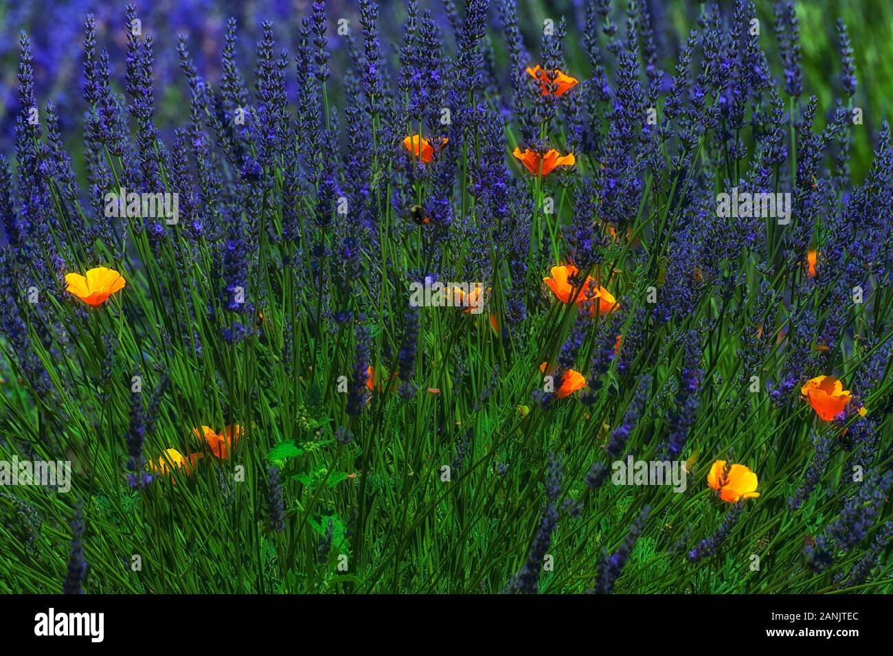Lavender and poppies hi-res stock photography and images - Alamy