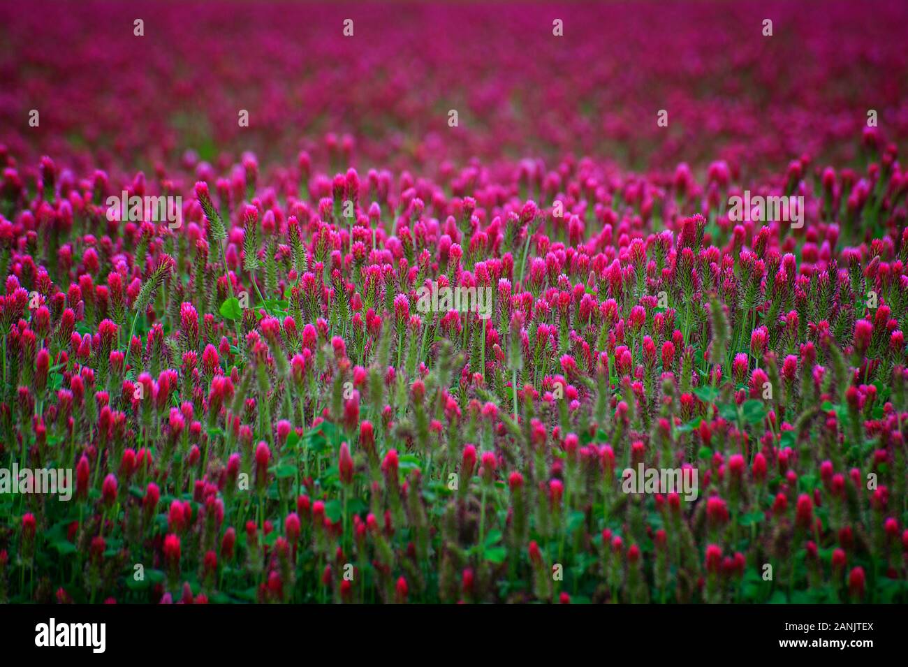 Center focus of an agricultural field of red clover in rural Oregon ...