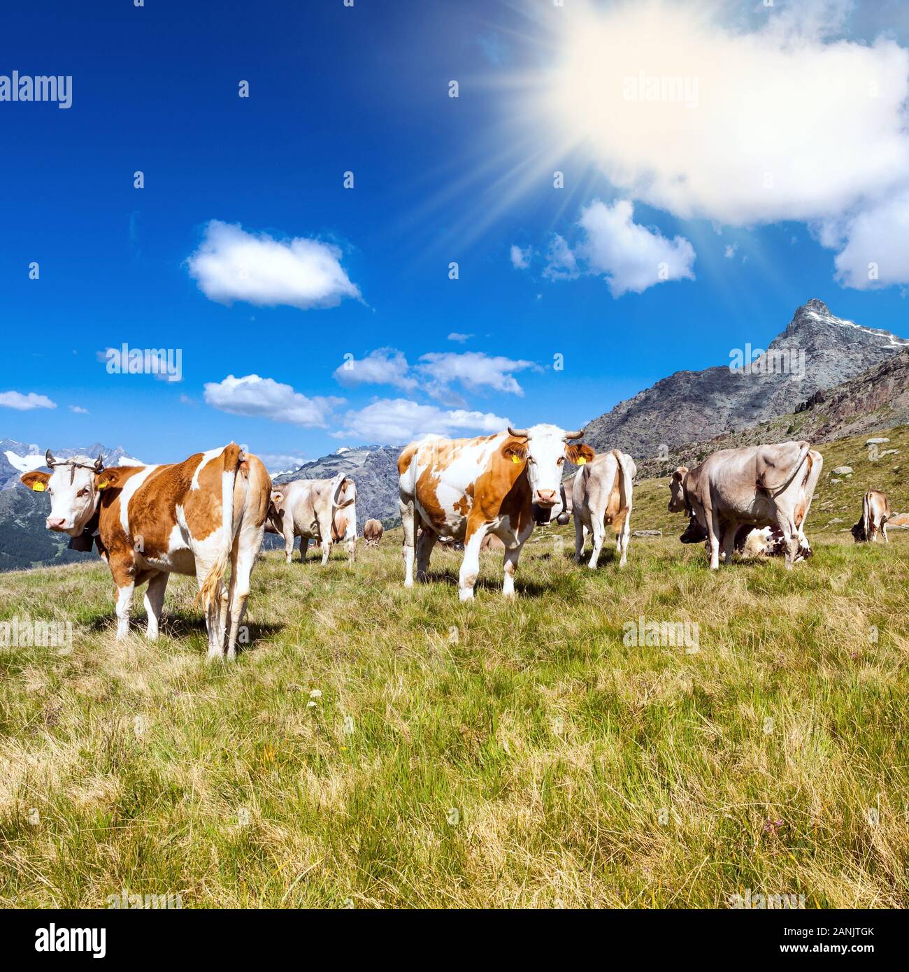 High mountain pasture hi-res stock photography and images - Alamy