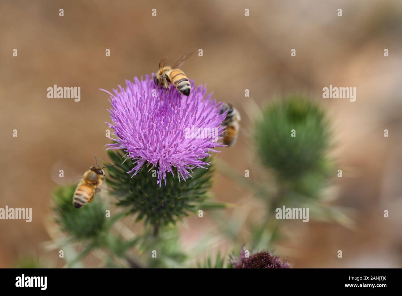Several bees on flower hi-res stock photography and images - Alamy