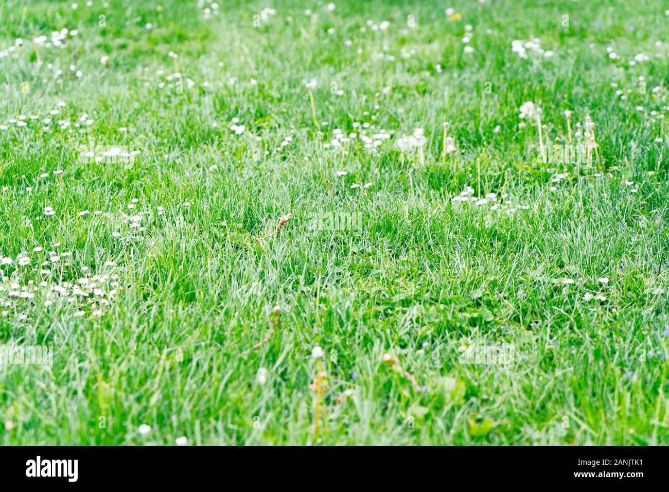 fresh green grass Stock Photo - Alamy