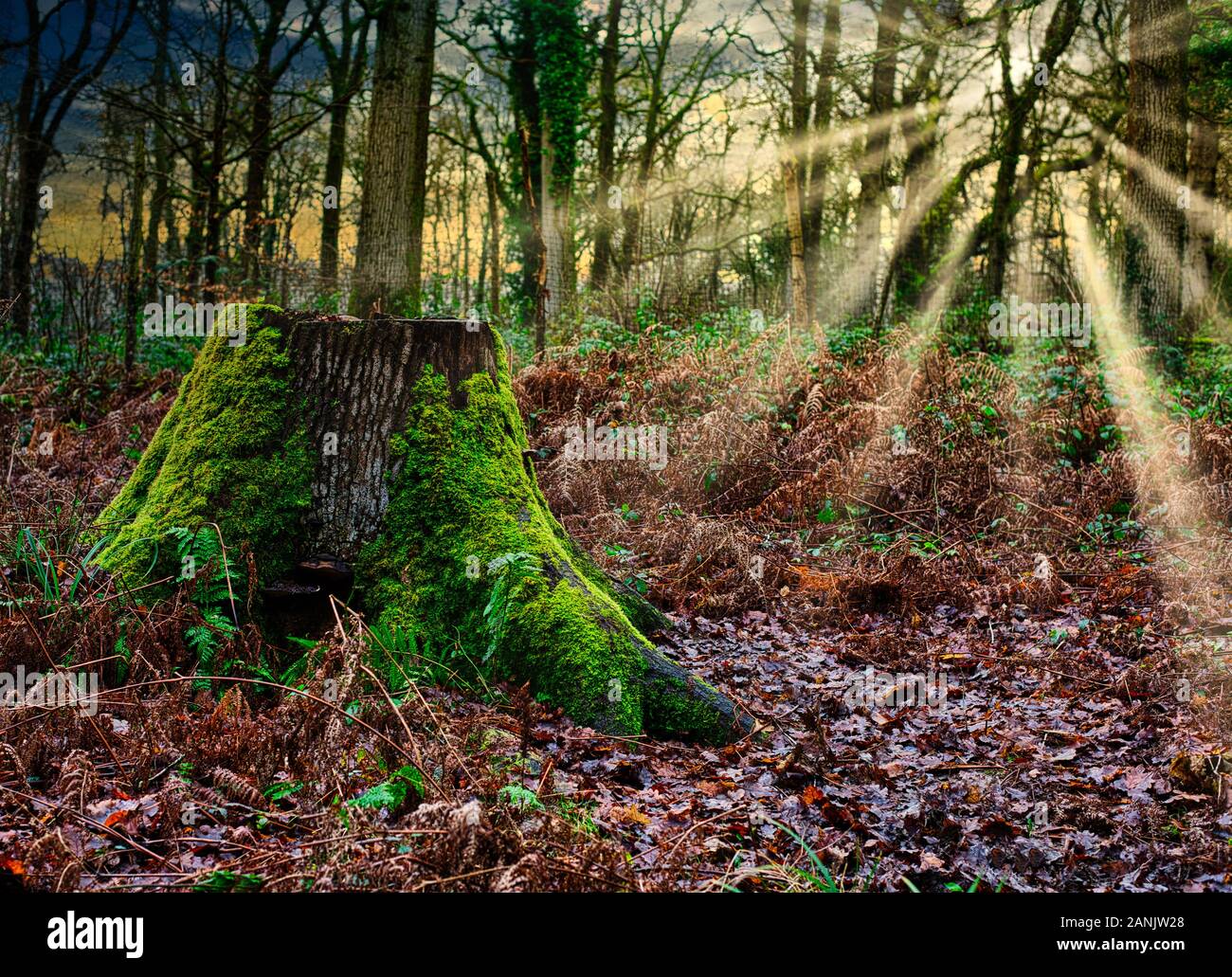 Sun streaking hi-res stock photography and images - Alamy
