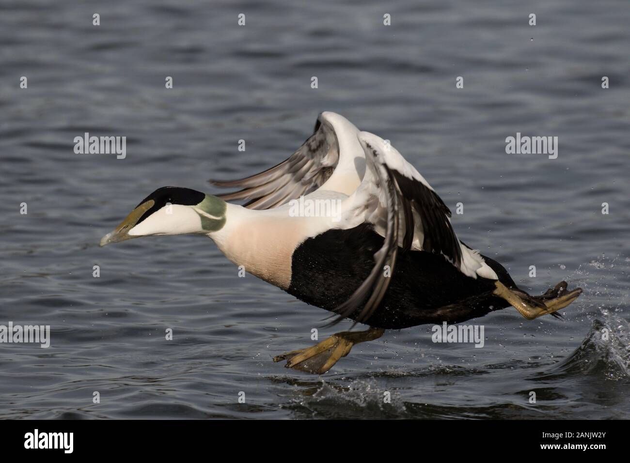 Male north harbour hi-res stock photography and images - Alamy