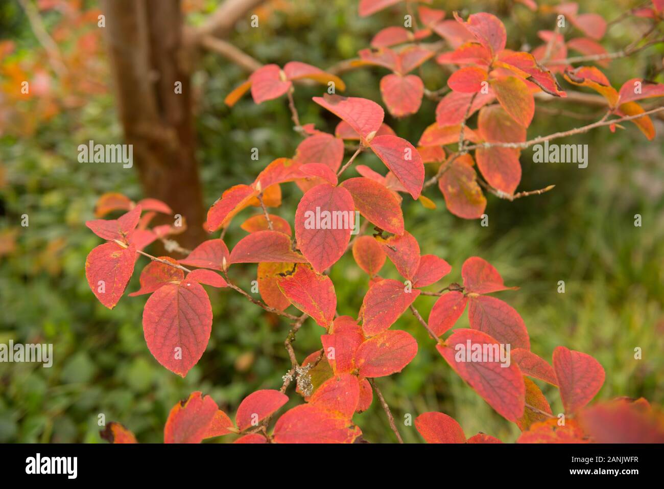 Stewartia pseudocamellia autumn hi-res stock photography and images - Alamy