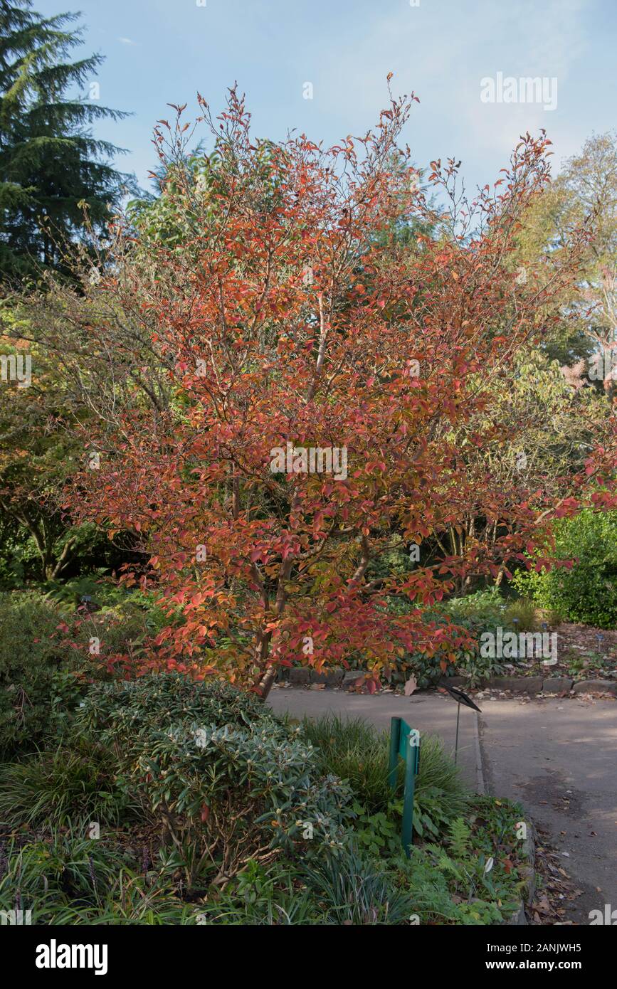 Japanese stewartia hi-res stock photography and images - Alamy