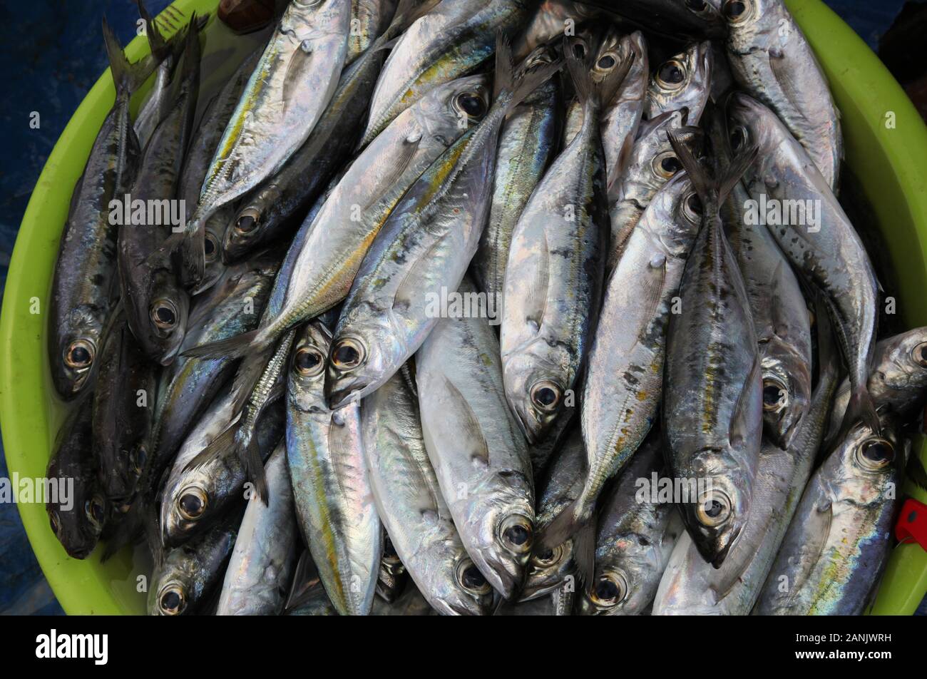 Freshly caught fish in fish market on pier in Santa Maria, Sal Cape ...