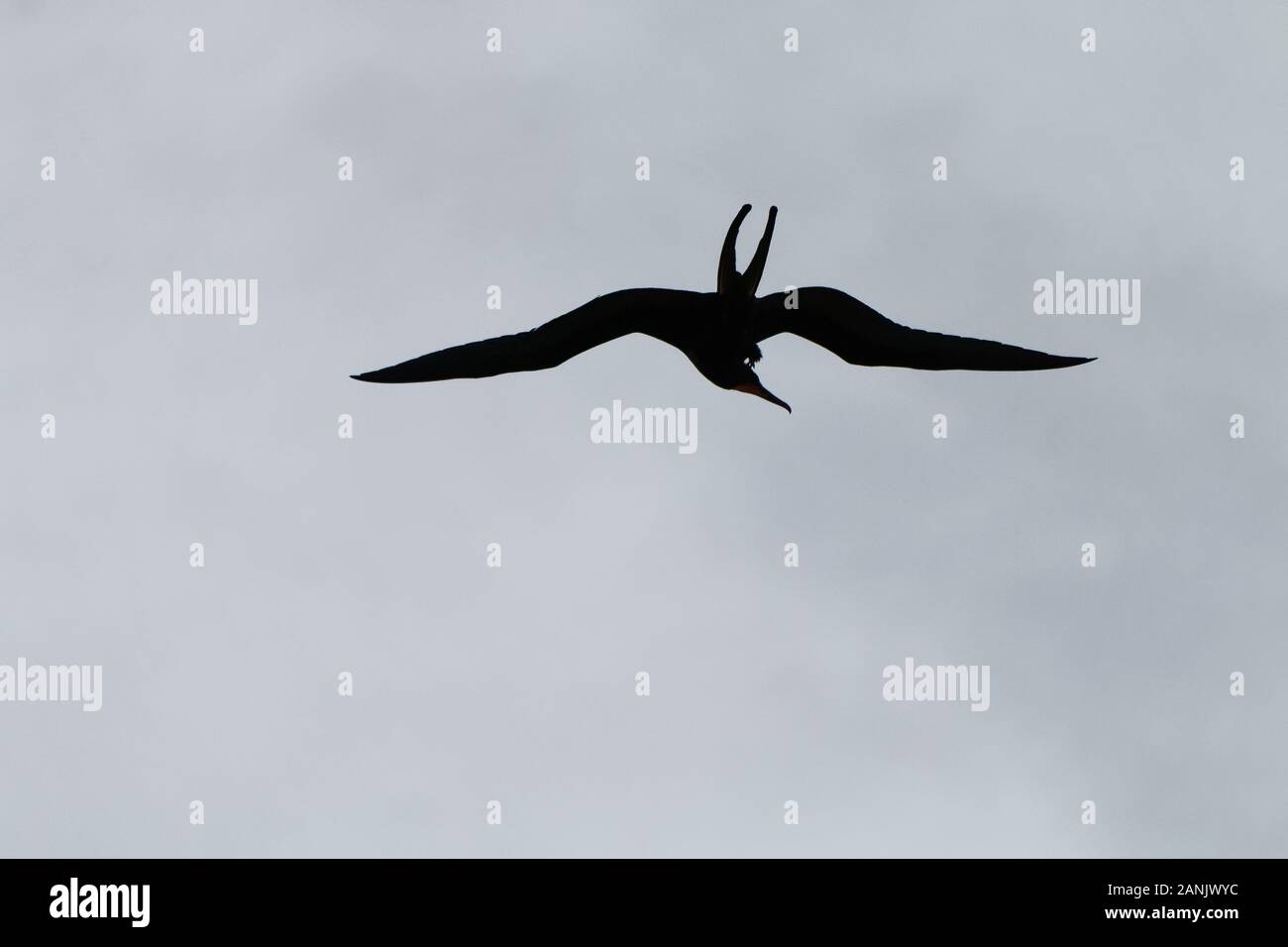 Frigate Bird Silhouette