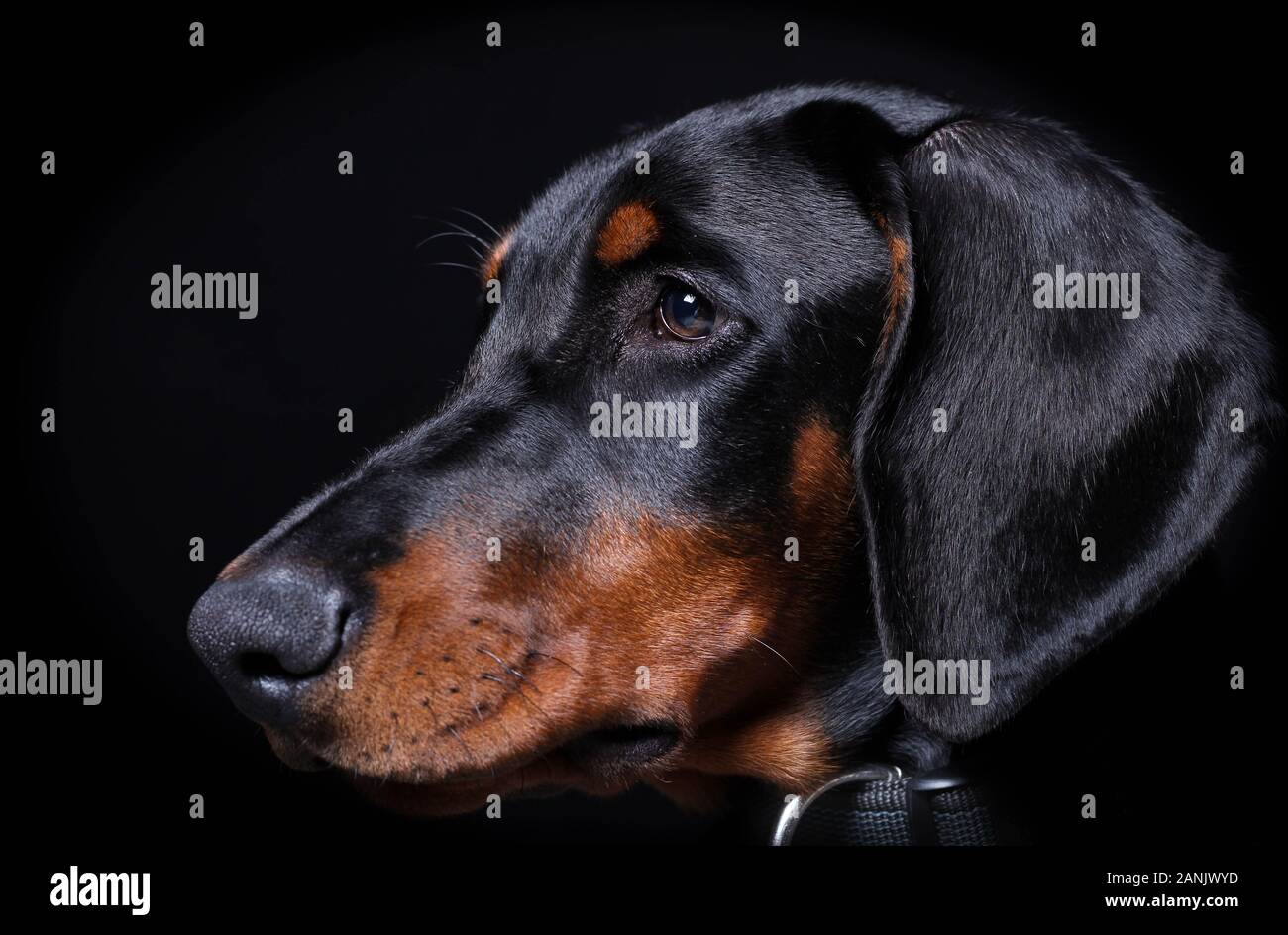 Portrait Doberman Pinscher High Resolution Stock Photography and Images ...