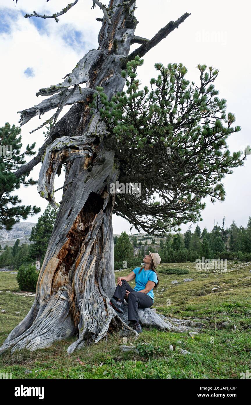 woman sitting on a strange and twisted big tree, observe its branches ...