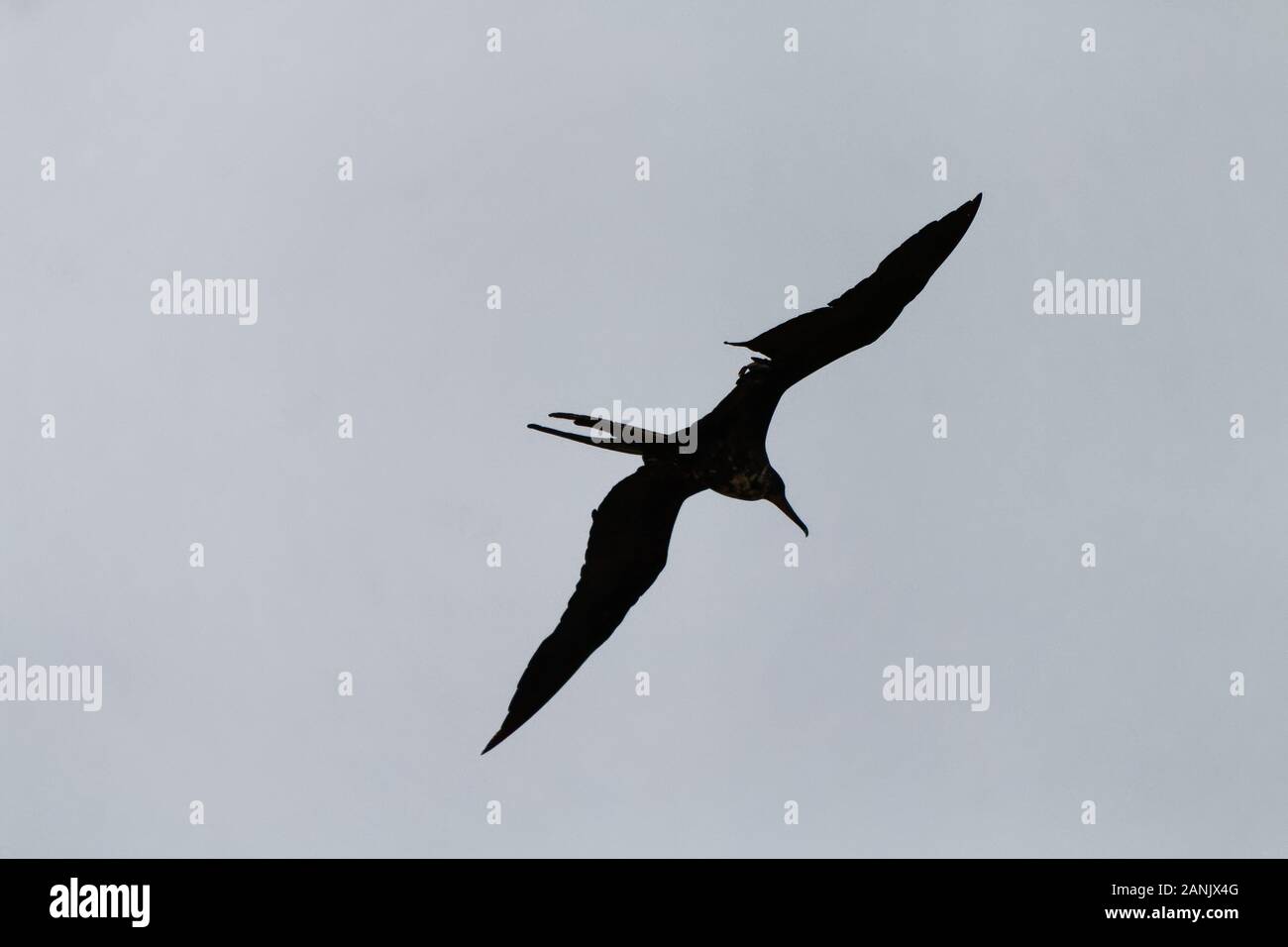 Silhouette of frigate bird Stock Photo - Alamy
