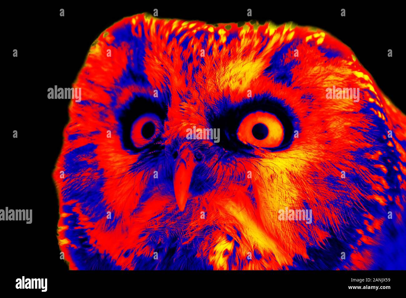 Owl bird close-up in scientific high-tech thermal imager on black ...