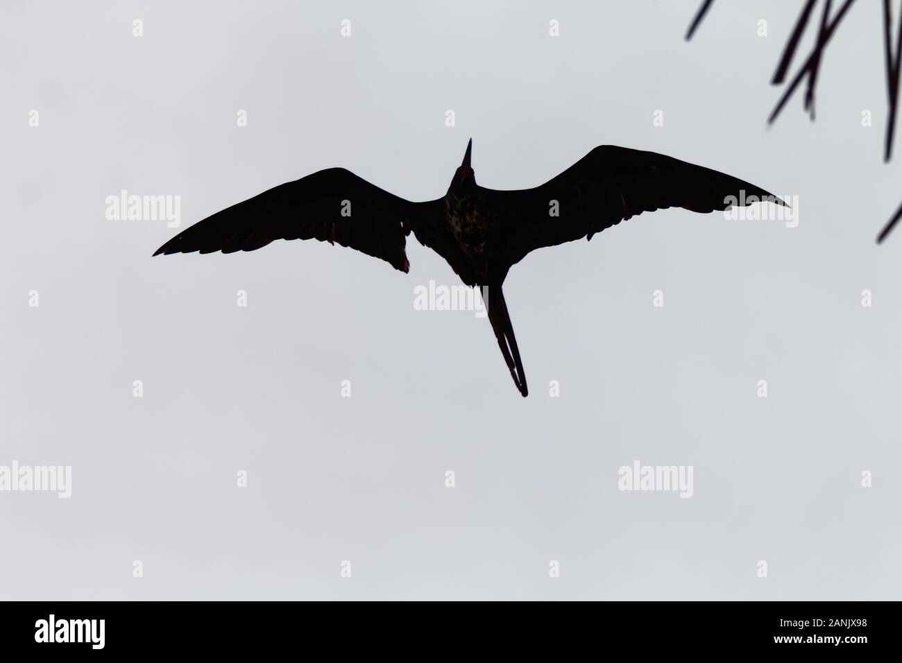 Silhouette of frigate bird Stock Photo - Alamy