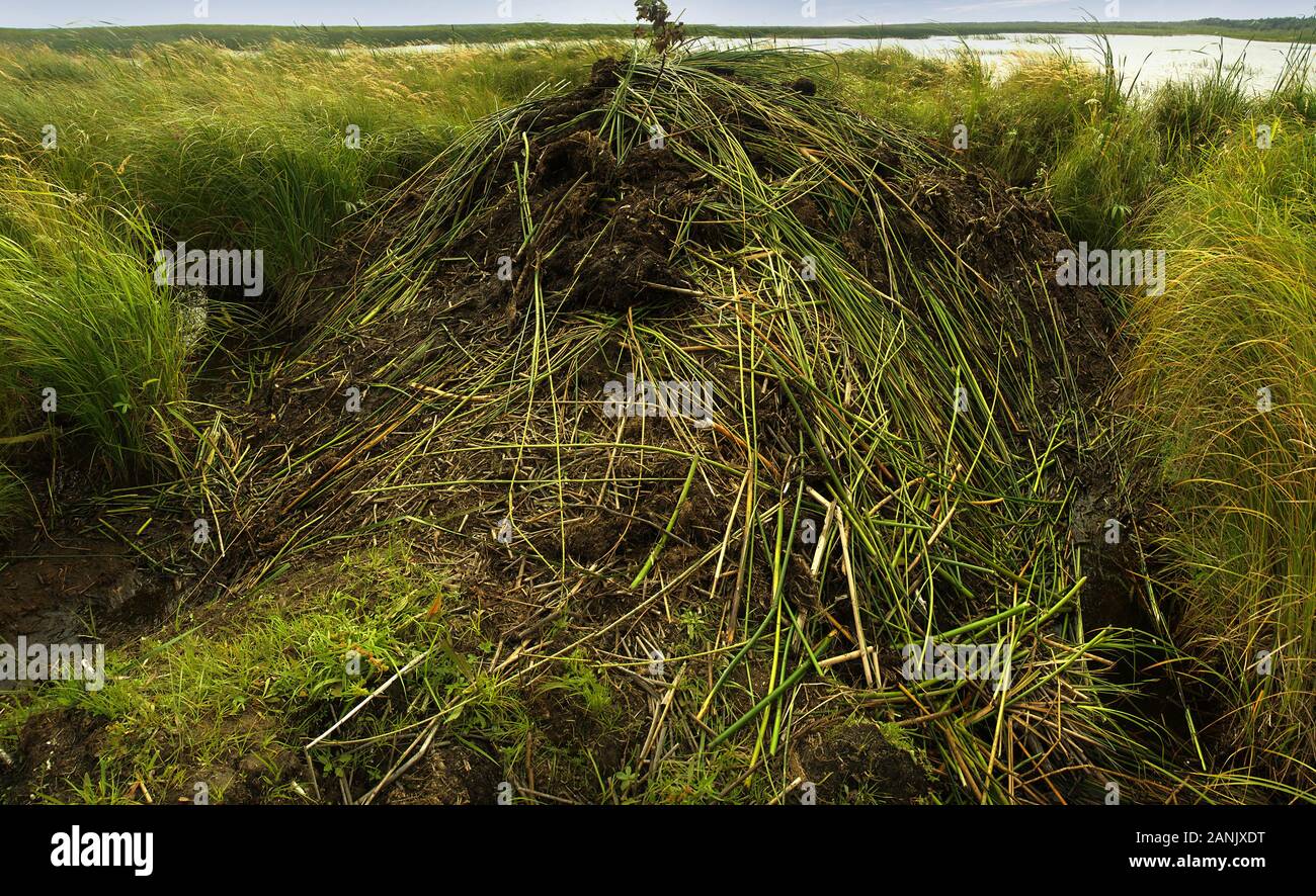 Raft of land vegetation. Many years Muskrat house (hut) in remote ...